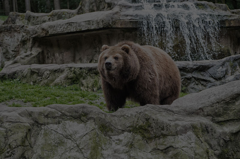 Wilderness Awareness & Bear Aware - TriTech Safety & Training